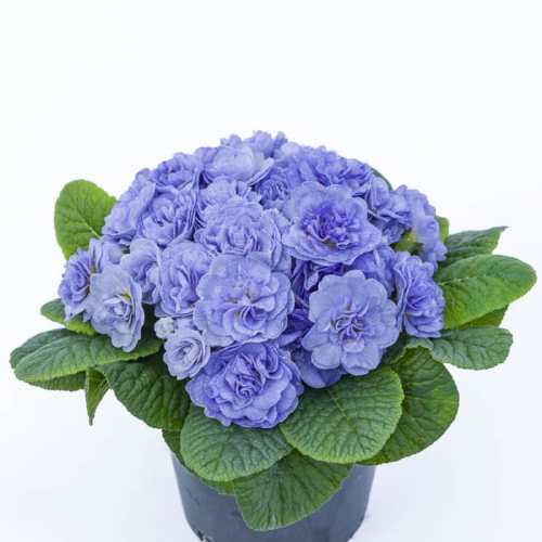 美しい八重咲きのプリムラです。花持ちが非常に良く、株を覆うようにたくさんの花が豪華に咲きます。 耐寒性もあるので、北海道以外の地域であれば屋外でも育てられます。 ■開花：2〜4月頃 ■草丈：10〜20cm ■お届けの状態：3号（直径9cm）...