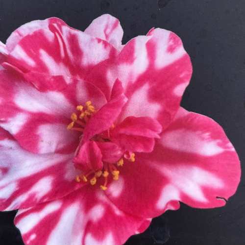 厳しい寒さの時期に凛と咲く花は大変美しいです。 日本では家庭樹として多用されるツバキ。 今は様々な品種改良がされて、花姿も色もバリエーションが豊富です。 縞千鳥は桃紅色に白斑が入るユキツバキ系の品種です。絞り花や、赤花などが咲き分けることも...