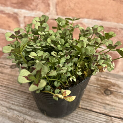 見元オリジナルクローバーです。 世界初のカラーリーフタイプ！ かわいい三つ葉タイプです。 気温により多少の色変化があり、10℃前後が最も見ごろです。 春には丸い花を咲かせてくれます。 摘み取って押し花の材料にしても可愛いですよ。 寒さにとて...