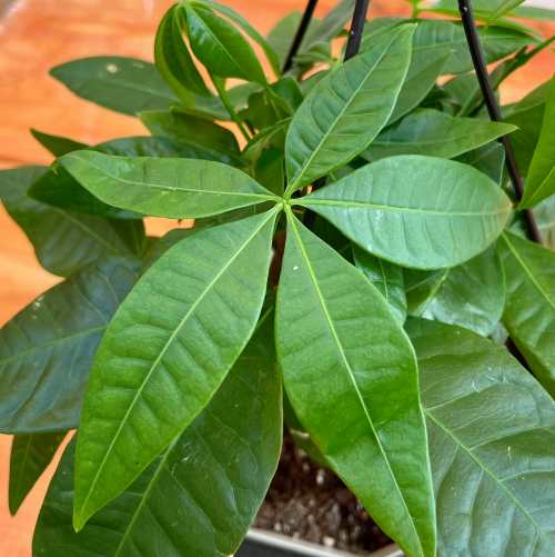 お部屋に一つは置きたくなる観葉植物の定番パキラ。金運や商売繁盛の運気を高めると言われています。 ◆管理する場所 直射日光の当たらない明るい日陰レースのカーテン越しがベストです。 強い直射日光は葉焼けの原因になります。耐陰性はありますが、日光...