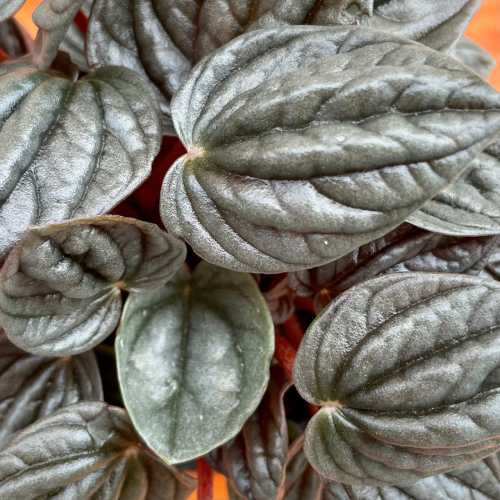 ペペロミアカラカスは濃いグリーンの葉に厚みと光沢があり、水分を蓄えられるので乾燥に強い品種です。茎が太く、やや横に広がるようなボリューム感はむっちりとしたフォルムが魅力。コンパクトにまとまるため、ハンギングにしてテラスやデッキにさりげなく飾...