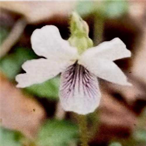 パンジービオラとは異なり、すみれは宿根草です。 大事に育てていただければ1株で鉢一杯に広げられますし、大きく育てば株分けも出来る様になります。 香りが強い品種もあり、品種によって芳香の強弱はありますが、満開時は素晴らしい香りに包まれますよ。...