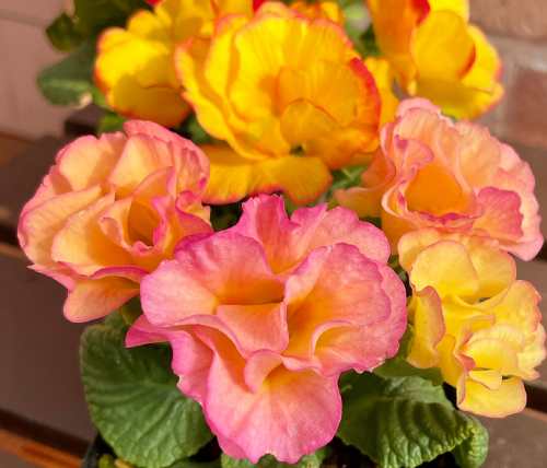 プリムラのローディシリーズの品種です。 ピンクとオレンジがかったイエローのグラデーションが美しい色合いです。 （気候や個体差によって色が濃くでる場合や殆ど白くなる場合などが生じます） フリル咲きの花なので、とても豪華に見えます。 耐寒性もあ...