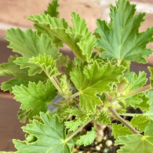 レモンの香りのするゼラニュームです。ハーブティーやポプリ、クッキーなどお菓子の風味付けにも利用できます。 日当たりの良い場所を好みます。暑さと多湿は苦手なので夏は乾燥気味にして日陰で管理してください。水やりは表面が乾いたらたっぷりと水をあた...