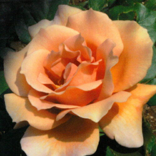 【HT(ハイブリッドティー)】 四季咲き　中大輪　色：オレンジ　香り：中香 アンティークで優雅な花姿のツルバラです。 ゆるやかに波打つ花弁が美しいです。 比較的早めに咲きますが、花もちは良いですよ。 ■木立ち性 ■花径：7〜10cm ■樹高...