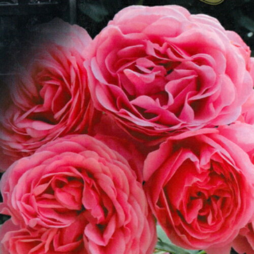 【FL(フロリバンダ)】 返り咲き　中輪　色：ピンク　香り：中香 アンティーク調のクォーターロゼット咲きで、優雅な花姿のツルバラです。 華やかな濃いピンク色で、魅力的な花姿をしています。 返り咲きが多く、丈夫で耐病性にも優れているので、育て...