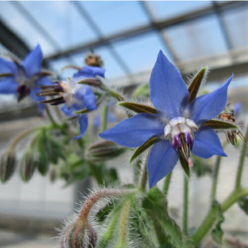 星形の青い花が美しく、咲いたお花は砂糖漬けにしてエディブルフラワーや、ハーブティーとして利用されます。花を楽しむ場合以外で葉を用いる場合はあまり大きく育てずに適宜、切り戻しをしてコンパクトに育てます。外側の大きくなりすぎた葉などは根元から切...