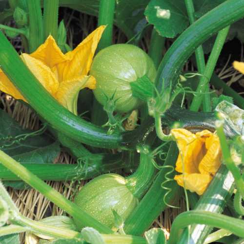 ズッキーニはカボチャの仲間で、抗菌作用がβカロテンやカリウムを多く含む緑黄色野菜です。つるが出ないのでベランダなどで簡単に栽培できます。果肉は柔らかく、炒め物やオーブン料理など幅広く調理できます。※ゴールディはグリーンエッグと比べると収穫量...