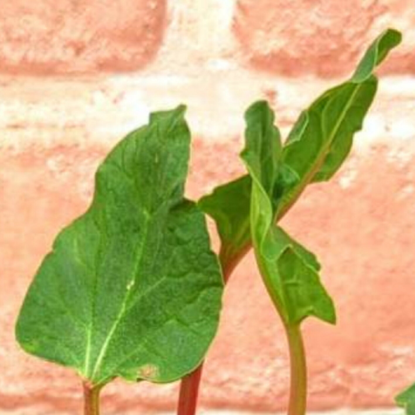 古来より漢方薬として使用される大黄の仲間です。 赤い茎が特徴的で、この茎に酸味と香りがあり、ジャムや砂糖漬けなどにして食します。 ただし、葉には蓚酸(シュウサン)が多く含まれているので、食用には適しません。 なお、茎の赤みは強い太陽光に当た...