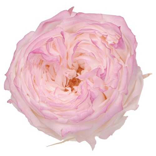 大地農園 日本製 プリザーブドフラワー ローズ てまり はないろ 花径約4〜5cm・花丈約2.5〜4cm 8輪 ホワイト/ピンク 自然の生花や植物を原料としている為、サイズ、色、形に個体差があります。 サイズ:花径約4〜5cm・花丈約2.5...