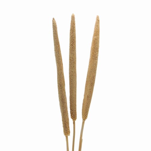 東京堂 ドライフラワー ナチュラル素材 ババラ ナチュラル 長さ 約60.0cm DE010285 1束 (3本) 長さ 約60.0cm 天然素材 ナチュラルカラーのババラ。 商品コード20081645124商品名東京堂 ドライフラワー ナ...