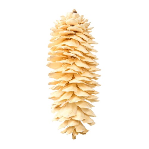 大地農園 シュガーパインコーン オフホワイト 約L20〜30cm DO024020-011 サイズ:約L20〜30cm 形状:実物 素材:天然素材 色相:白/ベージュ ナチュラルのシュガーパインコーン。ドライフラワー。 長さ:約20〜30c...