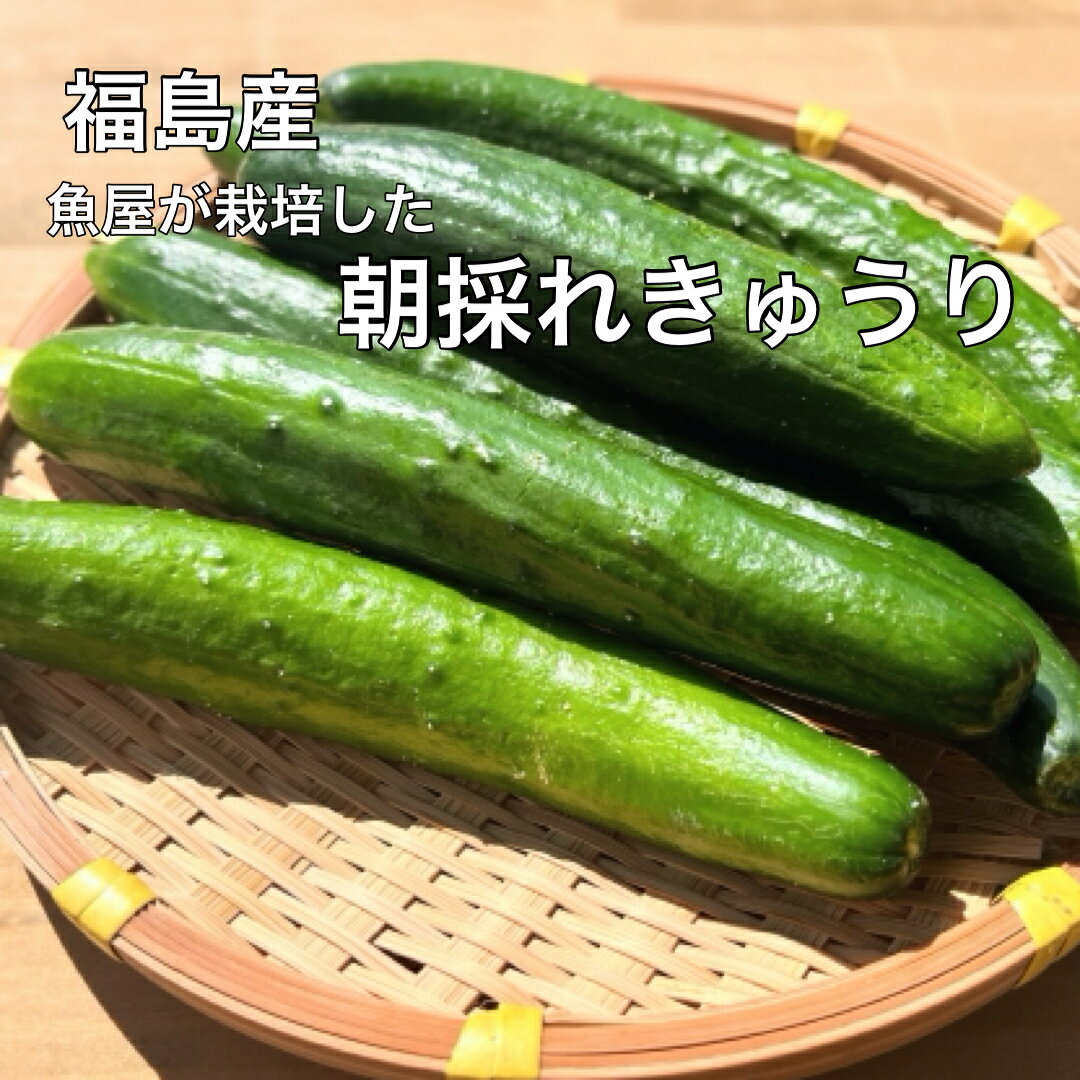 商品情報 名称 送料無料！魚屋が栽培した朝採れ無農薬2kg原材料 きゅうり（福島県産）保存方法 冷蔵庫で保存販売者 株式会社　馬目商店A1東京都八王子市千人町4-10-16-206送料無料魚屋が栽培した朝採れ無農薬きゅうり2kg 魚のあらを...