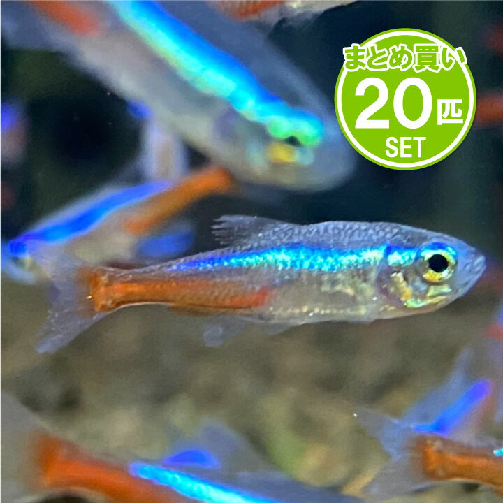 生体名 ネオンテトラ 　[20匹セット] 飼育要件 ・最大体長： 約4cm ・適正水温： 20〜28℃ ・水質： 弱酸性〜中性 ・餌： 熱帯魚用人工飼料、生餌など ※上記はあくまで一例であり、環境によって飼育結果は異なります。 飼育のポイン...