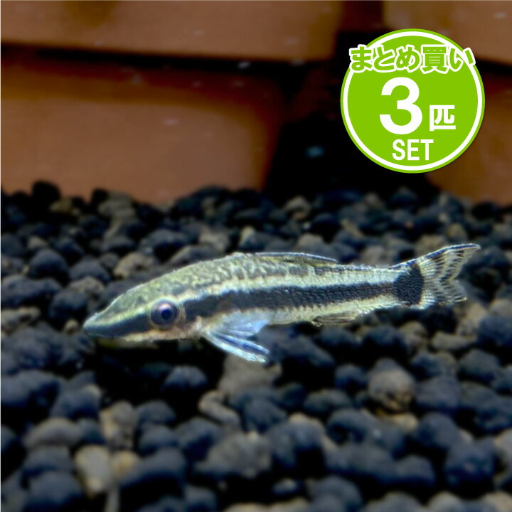 生体名 オトシンクルス 　[3匹セット] 飼育要件 ・最大体長： 約5cm ・適正水温： 20〜28℃ ・水質： 弱酸性〜中性 ・餌： コケ・人工飼料・生餌（赤虫・ブラインなど） ※上記はあくまで一例であり、環境によって飼育結果は異なります...