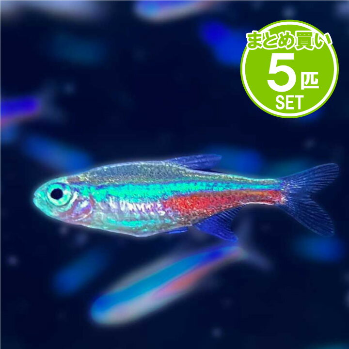 生体名 グリーンネオンテトラ 　[5匹セット] 飼育要件 ・最大体長： 約3.5cm ・適正水温： 20〜28度C ・水質： 弱酸性〜中性 ・餌： 人工飼料・生餌 ※上記はあくまで一例であり、環境によって飼育結果は異なります。 飼育のポイン...