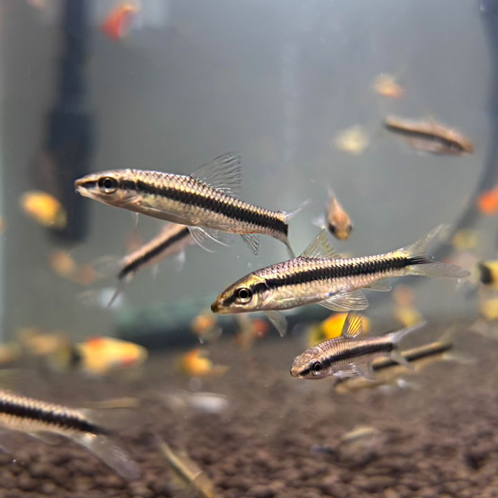 生体名 サイアミーズ・フライングフォックス 熱帯魚 飼育要件 ・最大体長： 約12cm ・適正水温： 22〜26度C ・水質：pH：6.0〜7.0（弱酸性〜中性） ・餌： 人工飼料・生餌 ※上記はあくまで一例であり、環境によって飼育結果は異...