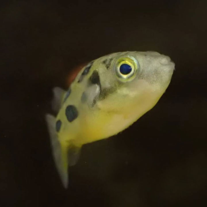 生体名 アベニーパファー（1匹）［オスメス指定不可］ 淡水魚 飼育要件 ・体長： 約1.5〜2cm前後 ・水温： 24〜28度C ・水質：弱酸性〜中性（pH6.5〜7.5前後） ・餌：生餌（赤虫・スネール・ブラインシュリンプなど） ※上記は...