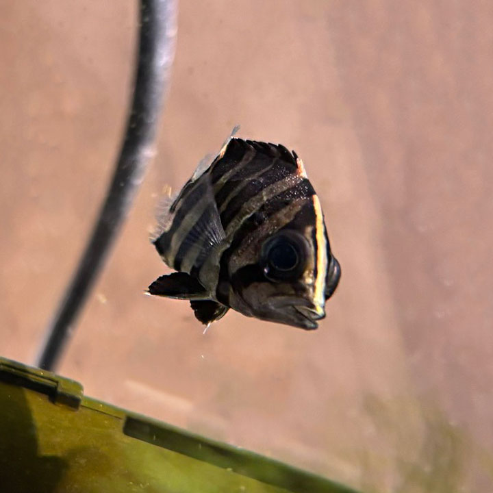 生体名 ダトニオ・プラスワン 大型淡水魚 飼育要件 ・発送サイズ：約3.5〜7cm ・最大体長： 約60cm ・水温：22〜26度C ・水質：中性（pH6.0〜7.0前後） ・餌：幼魚期：イトメ、冷凍アカムシ/成長後：小魚などの生餌、クリル...