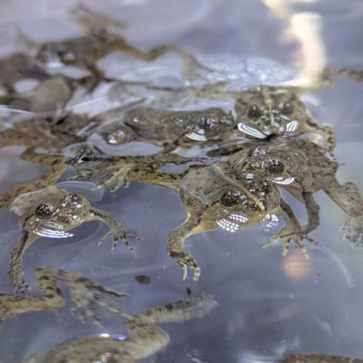 生体名 アジアウキガエル 両生類 飼育要件 ・最大体長： 約5cm ・適正水温： 22〜28度C ・飼育スタイル：半水棲（アクアテラリウム） ・餌： イトミミズ・小型昆虫（コオロギなど） ※上記はあくまで一例であり、環境によって飼育結果は異...