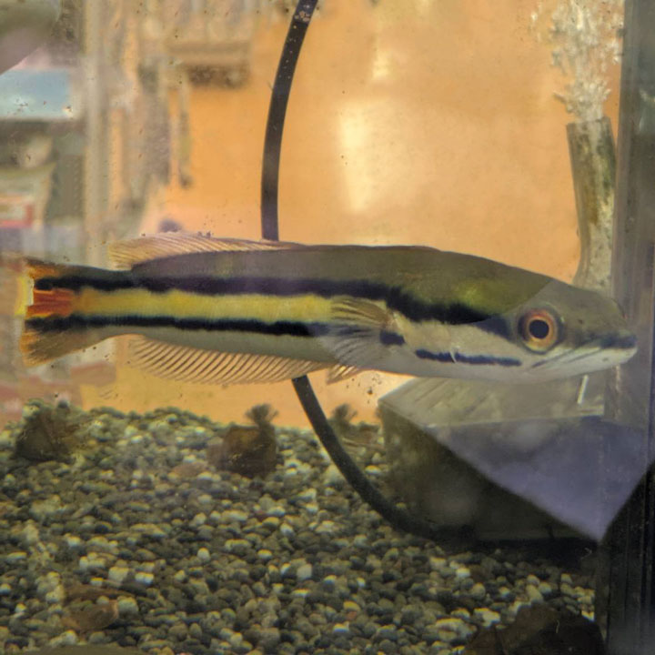 生体名 レッドスネークヘッド 雷魚 飼育要件 ・最大体長： 30〜100cm前後（種類によって差あり） ・適正水温： 20~28度C ・水質：pH6.0〜7.5(弱酸性~中性) ・餌： 生餌、人工飼料 ※上記はあくまで一例であり、環境によっ...