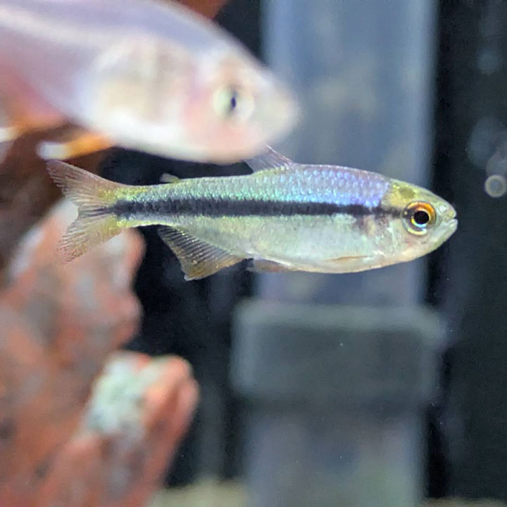 生体名 インペリアルラピステトラ 熱帯魚 飼育要件 ・最大体長： 約3〜4cm前後 ・適正水温： 22〜26度C ・水質：pH6.0〜7.0(弱酸性~中性) ・餌： 人工飼料・冷凍赤虫 ※上記はあくまで一例であり、環境によって飼育結果は異な...