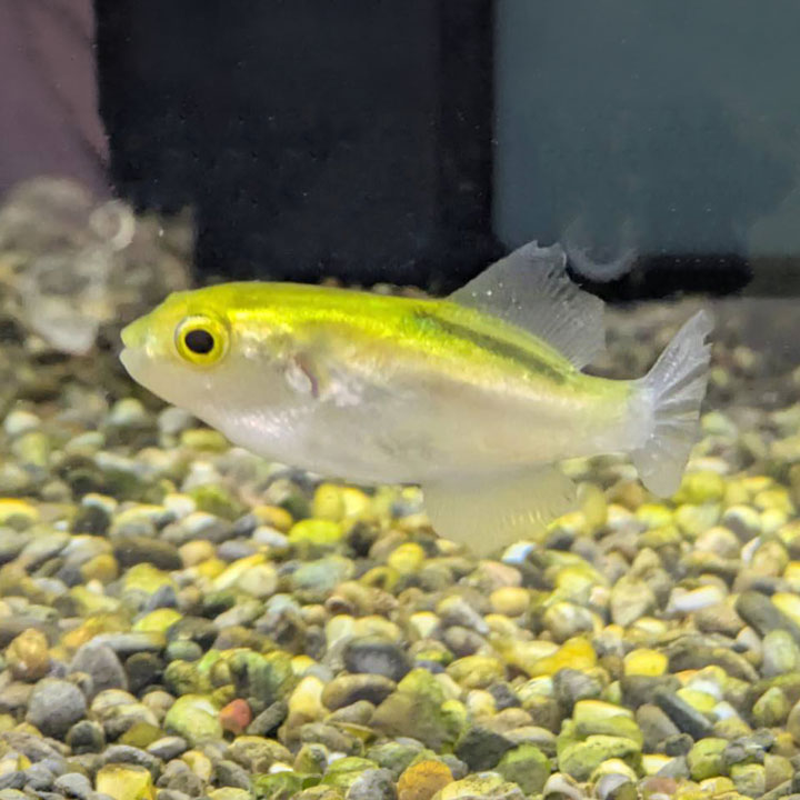 生体名 ブロンズパファー 淡水フグ 飼育要件 ・最大体長： 約5〜6cm ・適正水温： 24〜28度C ・水質：pH6.0〜7.0(弱酸性~中性) ・餌： 生餌・冷凍アカムシ、ブラインシュリンプなどが基本 ※上記はあくまで一例であり、環境に...