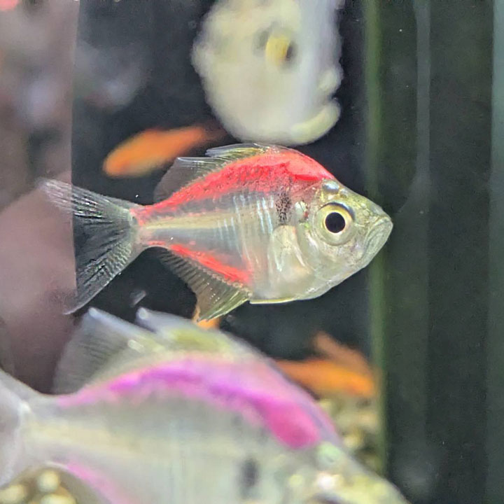 生体名 カラーラージグラス ミックスカラー [3匹セット] 熱帯魚 飼育要件 ・最大体長： 約7cm ・適正水温： 23〜28度C ・水質：pH6.5〜7.5(中性〜弱アルカリ) ・餌： フレーク ・冷凍赤虫 ※上記はあくまで一例であり、環...