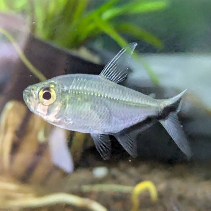生体名 ジャックナイフテトラ 熱帯魚 飼育要件 ・最大体長： 約5-7cm ・適正水温： 24~28度C ・水質：pH：6.0〜7.5（弱酸性〜中性） ・餌： 人工飼料・冷凍赤虫 ※上記はあくまで一例であり、環境によって飼育結果は異なります...