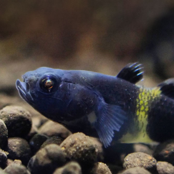 生体名 バンブルビーゴビー熱帯魚 飼育要件 ・最大体長： 約3〜4cm前後 ・適正水温： 23〜28度C ・水質：7.0〜8.0(中性〜弱アルカリ性) ・塩分濃度：淡水〜弱めの汽水に適応 ・餌： 生餌、人工飼料 ※上記はあくまで一例であり、...