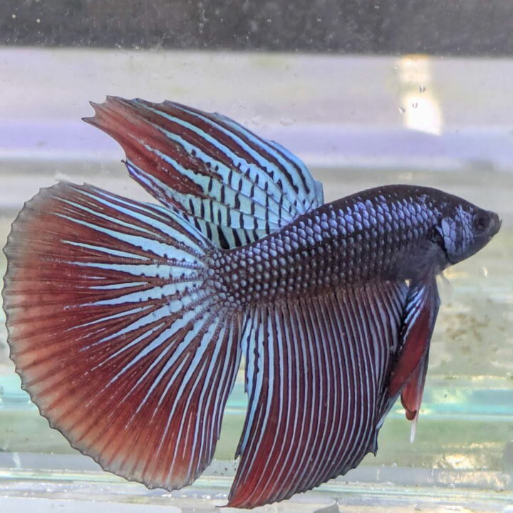 生体名 インベリス・デルタ 改良系ワイルドベタ (雄雌ペア) 飼育要件 ・最大体長： 約7cm前後 ・適正水温：24〜28度C ・水質：6.0〜7.0(弱酸性〜弱アルカリ性) ・餌： 人工飼料（ベタ用フード） ※上記はあくまで一例であり、環...