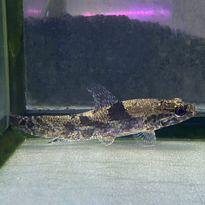 生体名 リアルタライロン 大型肉食魚 (スリナム産) 飼育要件 ・お送りサイズ ：約10-15cm ・最大体長： 約100cm前後 ・適正水温： 24〜28度C ・水質：6.0〜7.5(弱酸性〜中性) ・餌：冷凍魚・エビ・人工飼料 ※上記は...