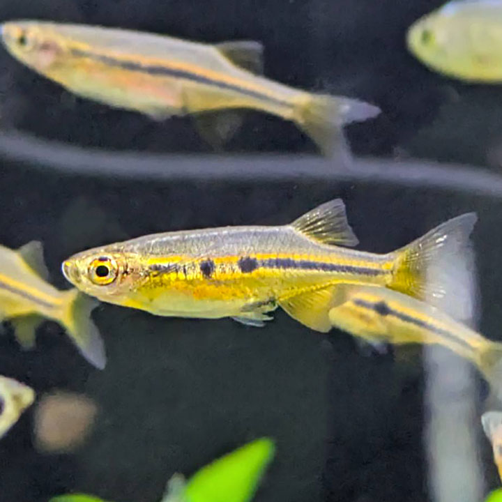 生体名 ダディブルジョリィハチェットバルブ [5匹セット / 10匹セット] 熱帯魚 飼育要件 ・最大体長： 約3〜5cm ・適正水温： 24〜27度C ・水質：弱酸性〜中性（pH6.0〜7.0） ・餌： フレーク ・小粒ペレット(浮上性)...