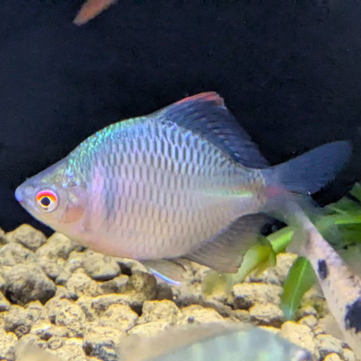 生体名 タイバラマンボウ (雄雌ペア) 淡水魚 飼育要件 ・最大体長： 約5〜7cm ・適正水温：15〜25度C ・水質：pH6.5〜7.5（弱酸性〜中性〜弱アルカリ） ・餌： 人工飼料（小粒のフレーク・顆粒）沈下性ペレットもOK ※上記は...