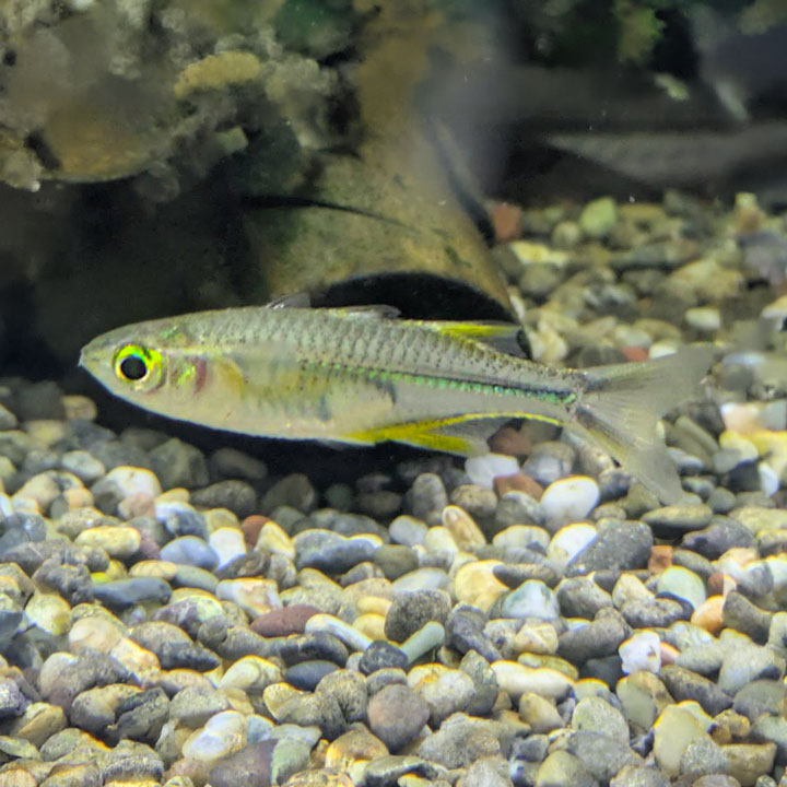 生体名 マリンセイルフィンシルバーサイド 海水魚 飼育要件 ・最大体長： 約10〜15cm ・適正水温：24〜28度C ・比重（塩分濃度）：1.020〜1.025 ・水質：pH8.0〜8.4（弱アルカリ性） ・餌： 人工飼料、冷凍ブラインシ...