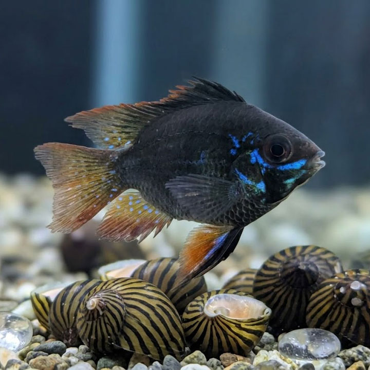 生体名 バルーン スーパーブラック ラミレジィ [雄雌指定不可] 飼育要件 ・最大体長： 約5〜7cm ・適正水温：26〜28度C ・水質：pH6.0〜7.0（弱酸性〜中性） ・餌： 人工飼料,冷凍アカムシ ※上記はあくまで一例であり、環境...
