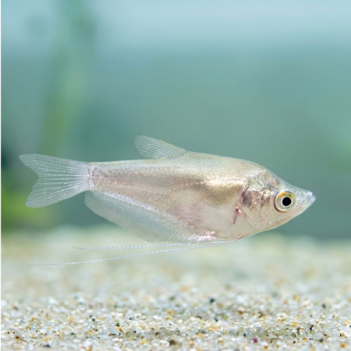 生体名 ムーンライトグラミー 熱帯魚 飼育要件 ・最大体長： 約12〜15cm前後 ・適正水温： 24〜28度C ・水質：pH：6.0〜7.5（弱酸性〜中性） ・餌： 人工飼料 ※上記はあくまで一例であり、環境によって飼育結果は異なります。...