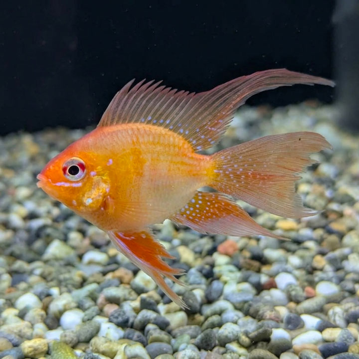生体名 スーパーロングフィン ゴールデンバルーン ラミレジィ [雄雌指定不可] 飼育要件 ・最大体長： 約5〜7cm ・適正水温：26〜28度C ・水質：pH6.0〜7.0（弱酸性〜中性） ・餌： 人工飼料,冷凍アカムシ ※上記はあくまで一...