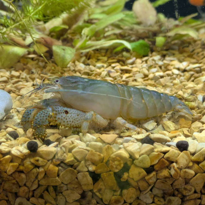 生体名 アフリカンロックシュリンプ　大型淡水エビ 飼育要件 ・最大体長： 約10〜15cm ・適正水温：22〜28度C ・水質：pH6.5〜7.5（弱酸性〜中性） ・餌： パウダー状の熱帯魚フード、冷凍ミジンコ、冷凍ブラインシュリンプ（細か...