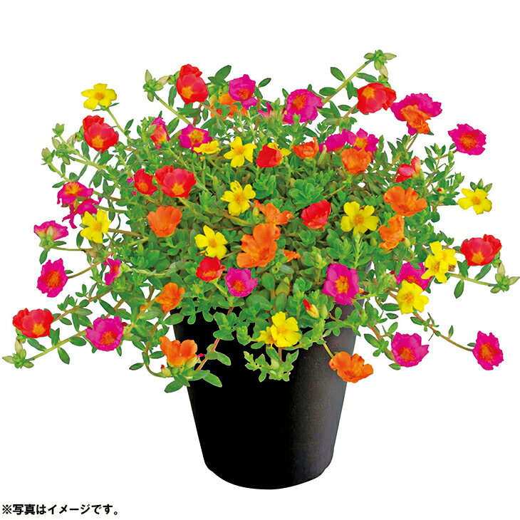 楽天市場】ポーチュラカ(花・ガーデン・DIY)の通販 楽天市場】ポーチュラカ(花・ガーデン・DIY)の通販