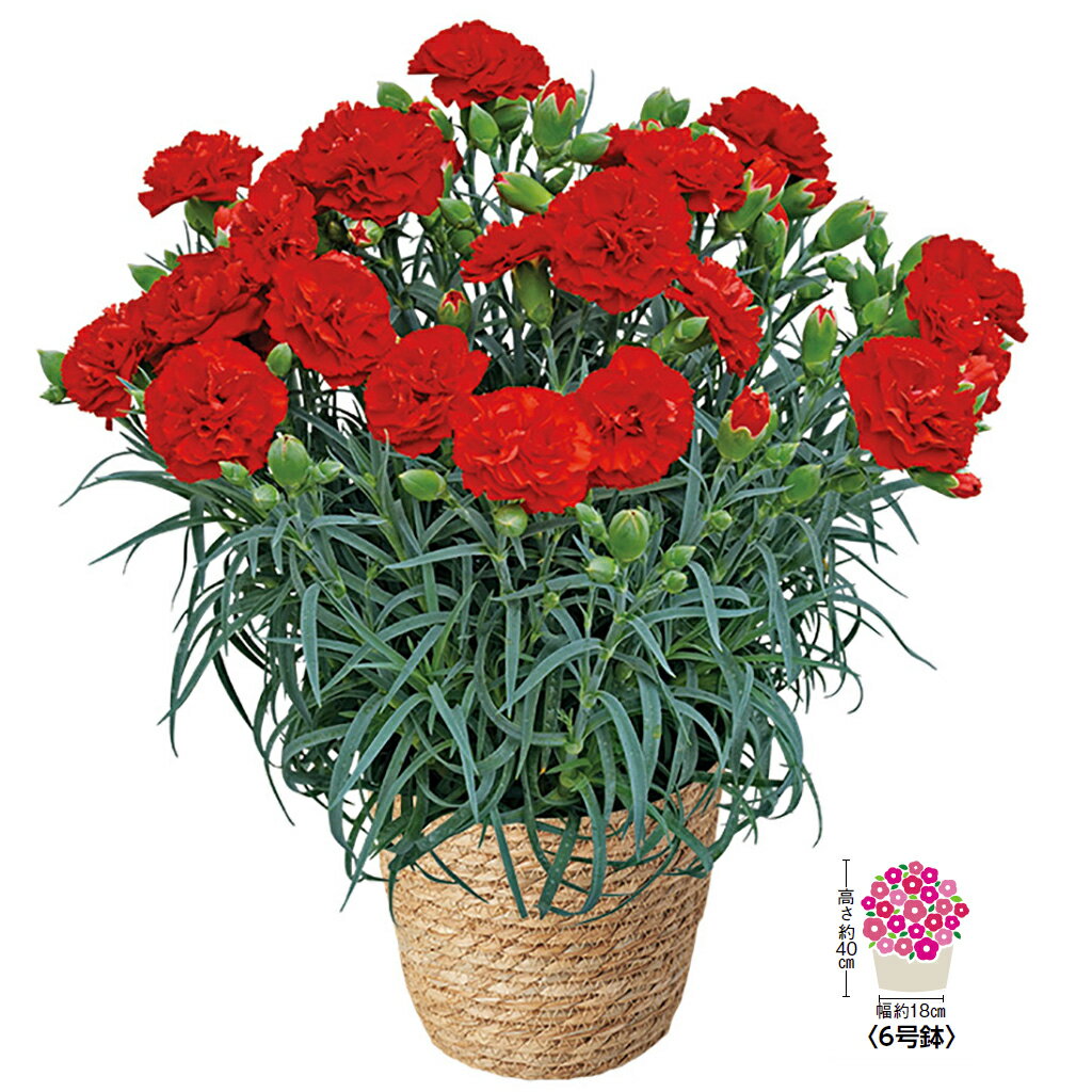 商品名カ−ネ−ション「カンタービレ」サイズ・特徴赤系、6号鉢、バスケット同梱品母の日メッセージカード、お手入れのしおり※メッセージカードは固定メッセージになります。ご希望のメッセージをお入れすることはできません。包装形態配送・送料送料無料ヤ...