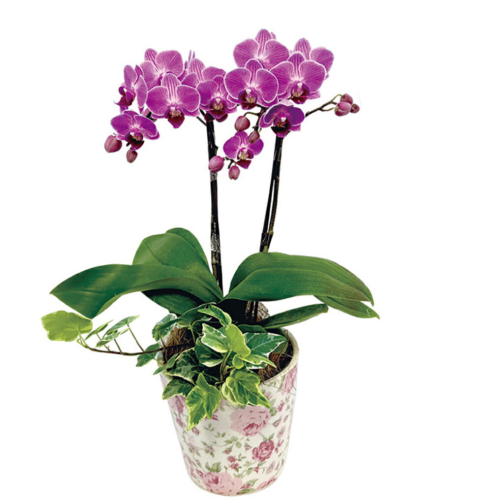 商品名ミディ胡蝶蘭『チュンリー』花柄陶器2本立4.5号サイズ・特徴濃いピンク系、4．5号2本立ち、花柄陶器鉢同梱品母の日メッセージカード、お手入れのしおり※メッセージカードは固定メッセージになります。ご希望のメッセージをお入れすることはでき...