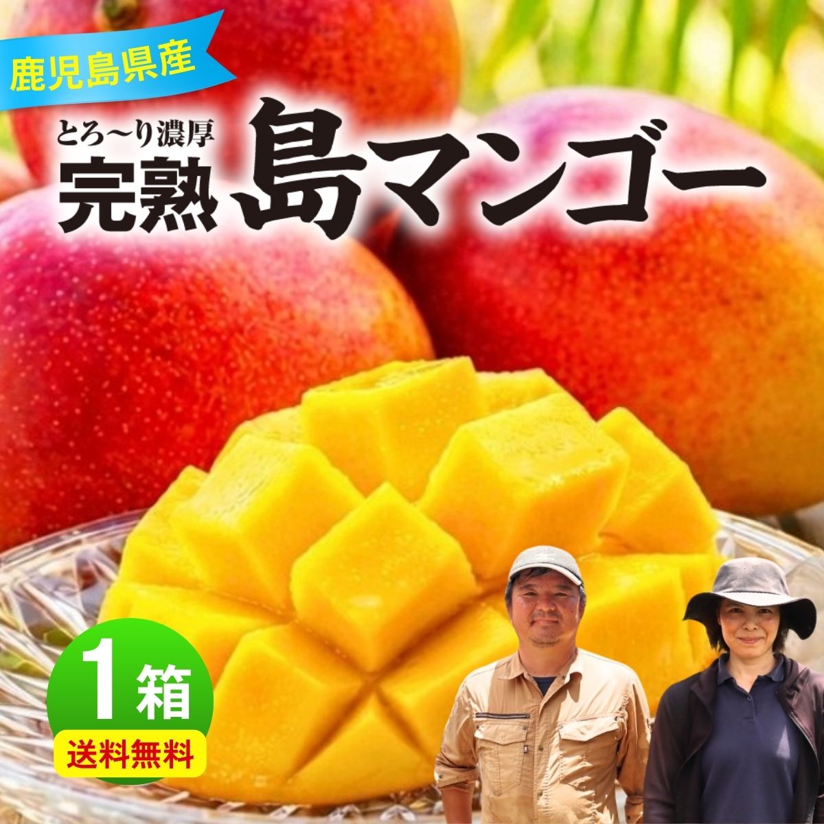 国内では珍しい無加温栽培！ 「美味しいけど高価」という印象が強い国産マンゴー。 マンゴーは平均温度を25度以上に保たないと果実が実らないフルーツ。そのため、九州本島でマンゴーを栽培する時には、冬場もボイラーを使用しハウスを温める必要がありま...