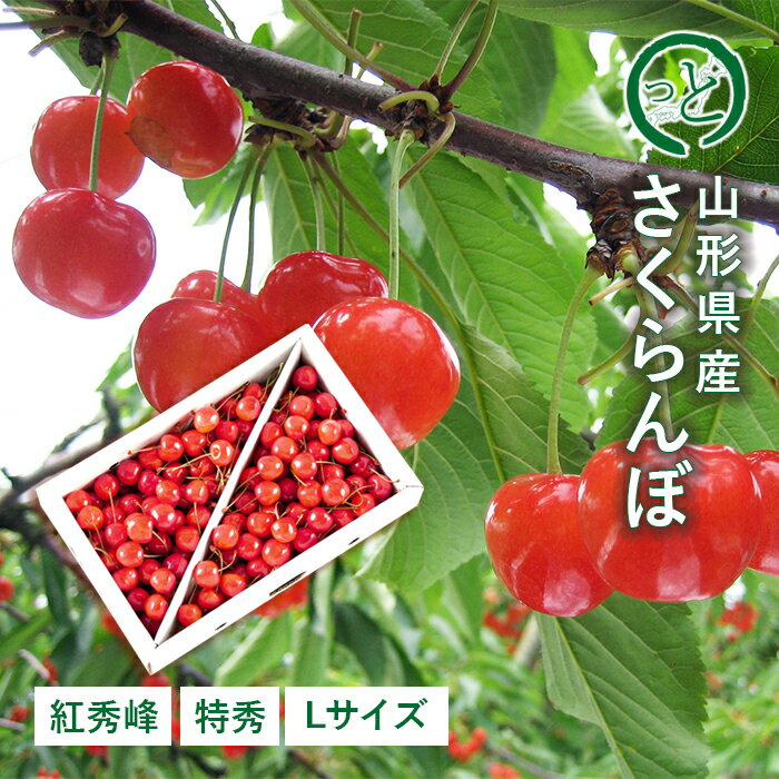 名称 さくらんぼ（品種：紅秀峰） 内容量 特秀 L バラ詰 [B1] 約1kg 産地 山形県 保存方法 冷蔵庫に保存し、お早目にお召し上がりください。 ※さくらんぼは非常にデリケートな果物です。商品をお受け取りになりましたらすぐに開封し、中...