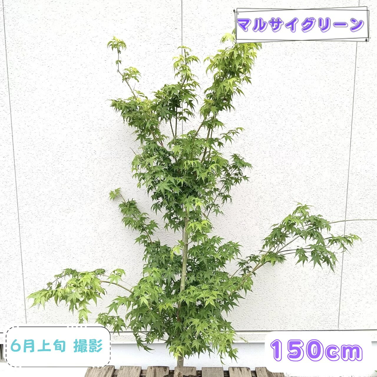 商品情報商品名ウコンモミジ 単木 根巻サイズ1.5m詳細暑さ寒さや病害虫にも強く日本全国で育てられます。また、和風・洋風どちらにも合います。注意点現品商品の為、ご購入後画像を入れ替えさせて頂きます。 なお、同商品2本以上お買い求めの方はお問...