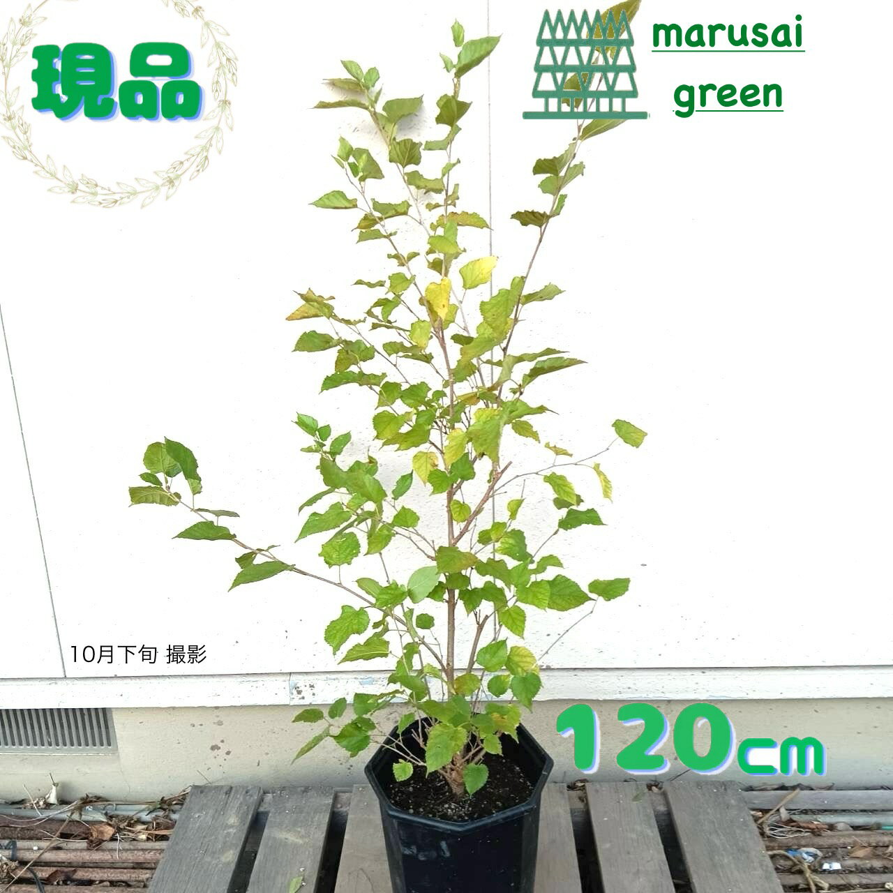 商品情報商品名マルベリー 単木 ポットサイズ鉢底から1.2m詳細暑さ寒さや病害虫にも強く、日本全国で育てられます。また和風・洋風どちらにも合います。注意点現品商品の為、ご購入後画像を差し替えさせて頂きます。なお、同商品2本以上お買い求めの方...