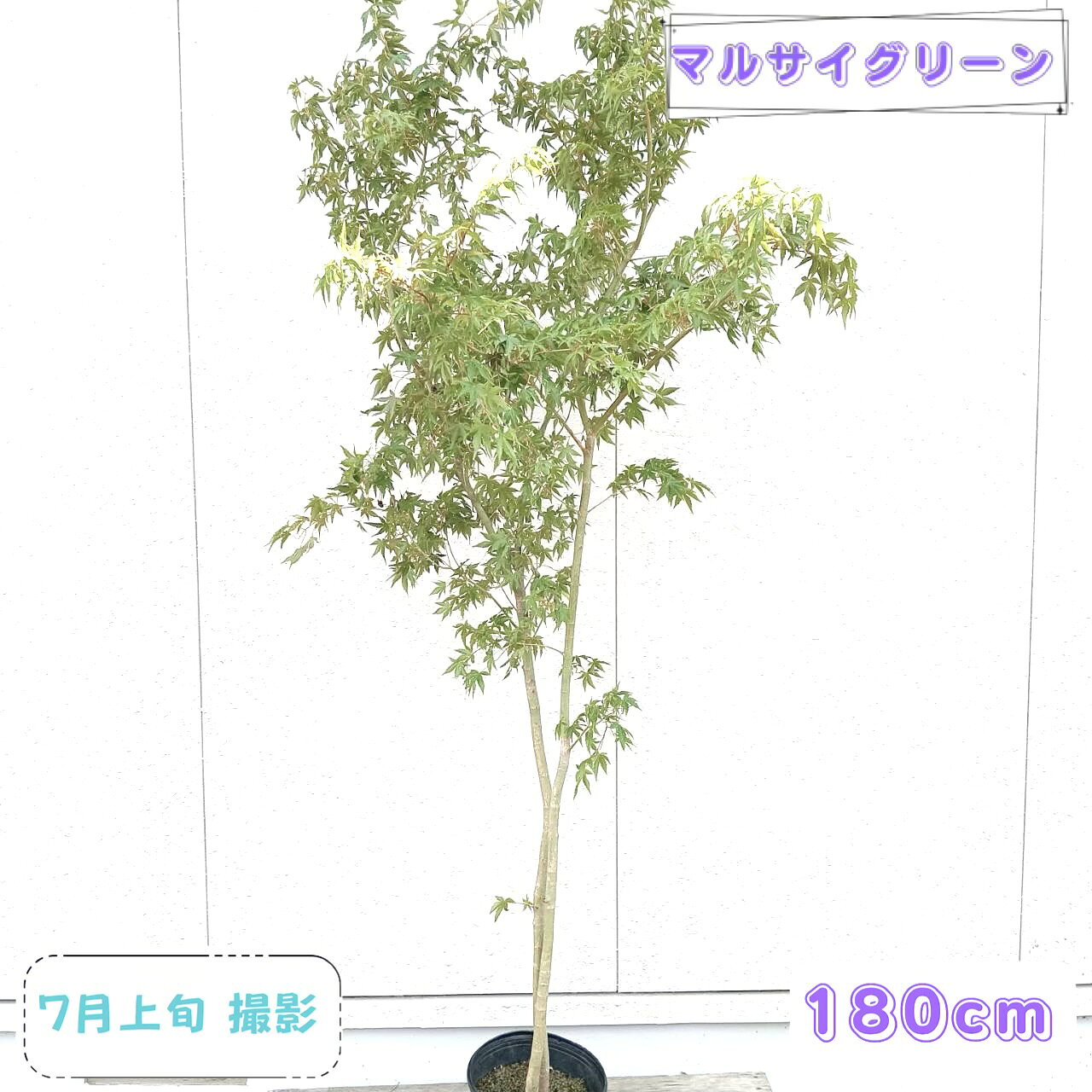 商品情報商品名イロハモミジ 単木 ポットサイズ鉢底から1.8m詳細暑さ寒さや病害虫にも強く日本全国で育てられます。また、和風・洋風どちらにも合います。注意点現品商品の為、ご購入後画像を差し替えさせて頂きます。※購入履歴には差し替えた画像が載...
