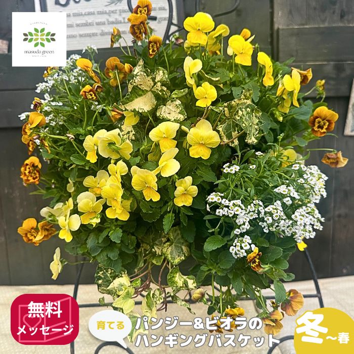 【重要】こちらの商品は作成の都合により、現在お届けまで2-3週間ほどかかります。（お届け日の指定はできません） 【重要】ご注文をいただいてから作成し、根を落ち着かせてから発送させていただきますので、ご注文からお届けまで2週間ほどお時間をいた...