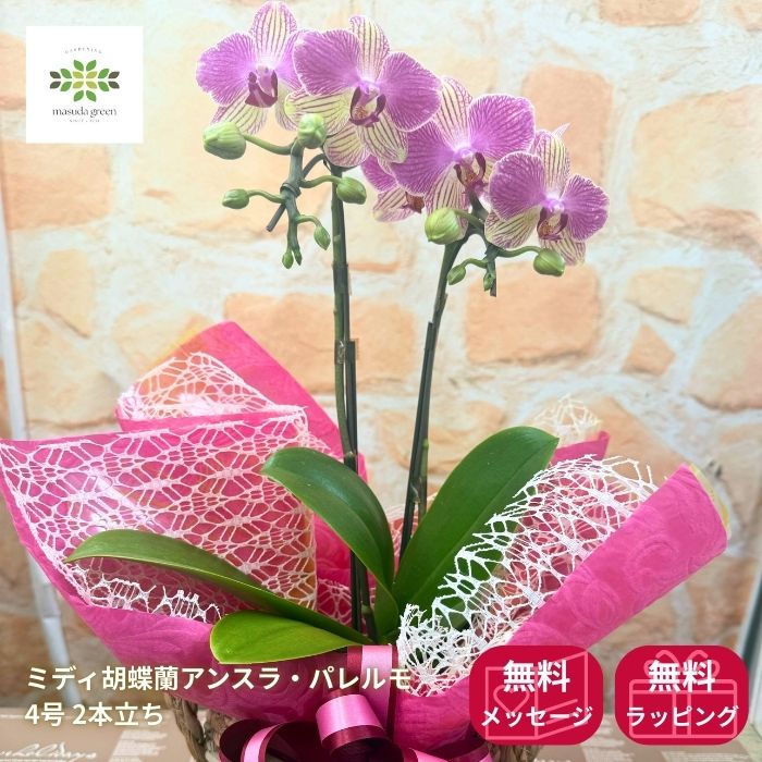【フラワーギフト ミディ胡蝶蘭 鉢植え アンスラ・パレルモ 4号 2本立】 花 ピンク ギフト プレゼント 生花 室内 屋外 誕生日 記念日 お祝い 引越し祝い 開店祝い 新築祝い お礼 メッセージカード 送料無料 ■商品説明 オランダ生ま...