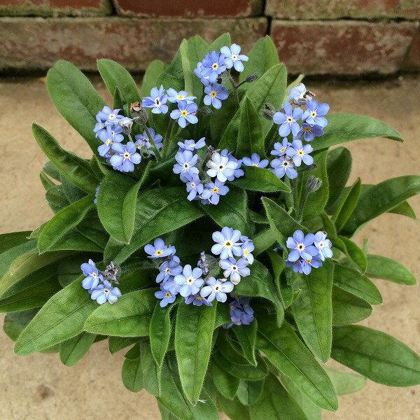 ワスレナグサ 忘れな草 3.5号 青花 花苗 一年草 . 花壇やコンテナのベースカラーとして、春らしいパステルカラーを生み、ロマンチックな花壇になります。価格は1鉢のお値段です。鉢の直径は10.5cm(3.5寸)です。他の商品とも同梱できま...